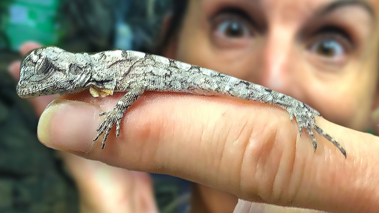 Baby Frilled Lizards