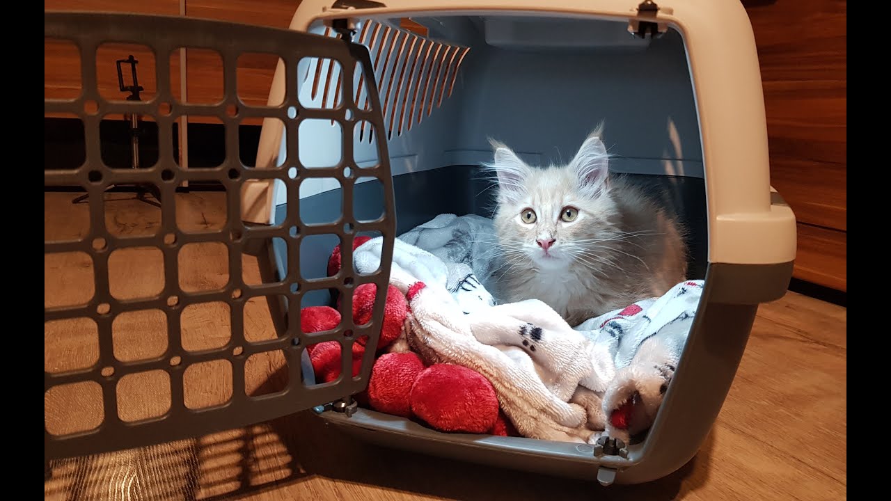 Kitten first day at home - YouTube