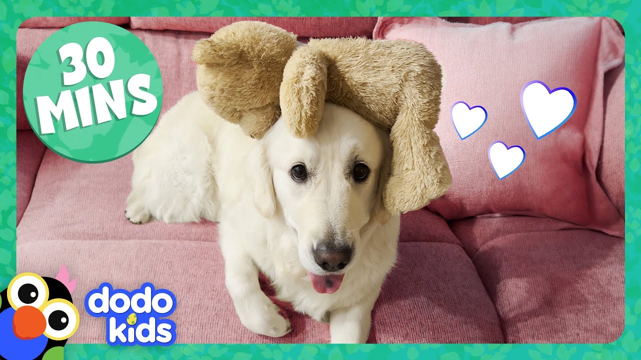 These Animals Are OBSESSED With Their Toys! | Dodo Kids | 30 Minutes Of ...