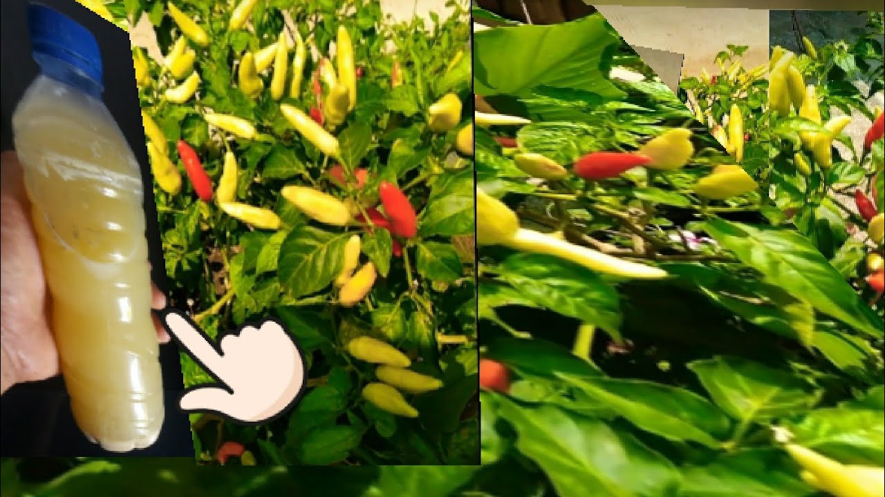 Gara gara cairan ini !! Cabai saya jadi korbanya - YouTube