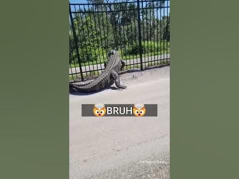 Giant alligator bends metal fence while forcing its way through - YouTube