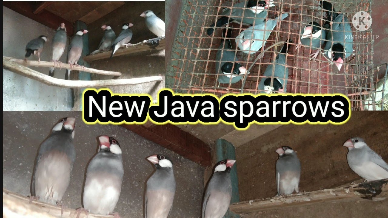 My New Black java sparrow. - YouTube