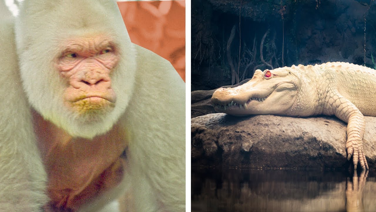9 RAREST Completely White Animals In The World! - YouTube