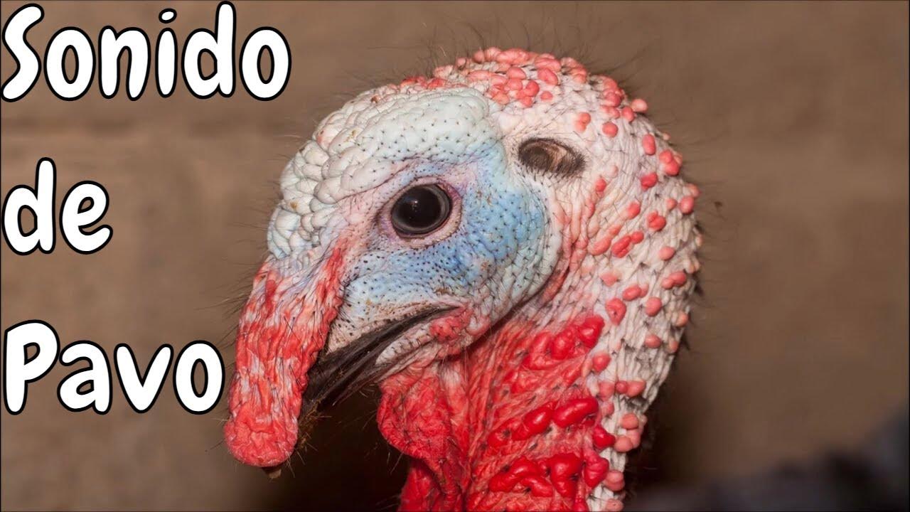 Sonido Pavo Turkey - YouTube