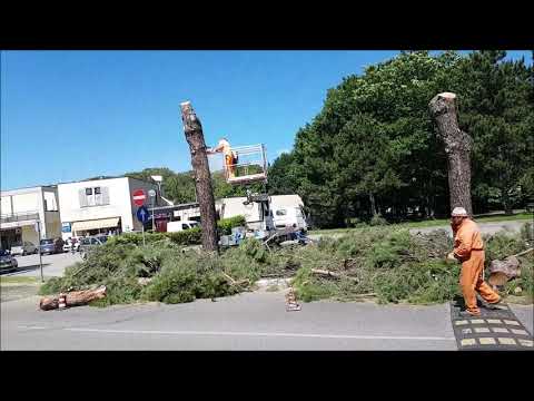 Chi taglia un albero taglia una speranza