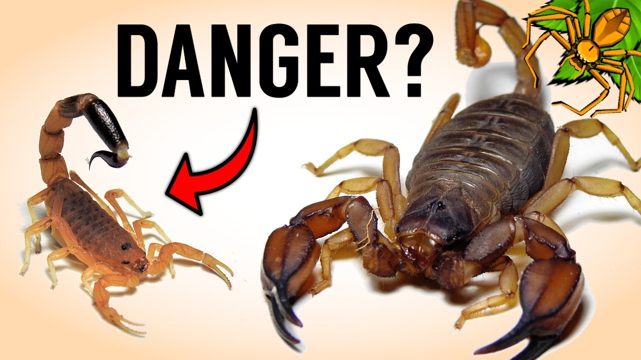 Are Small Scorpions REALLY More DEADLY? - YouTube