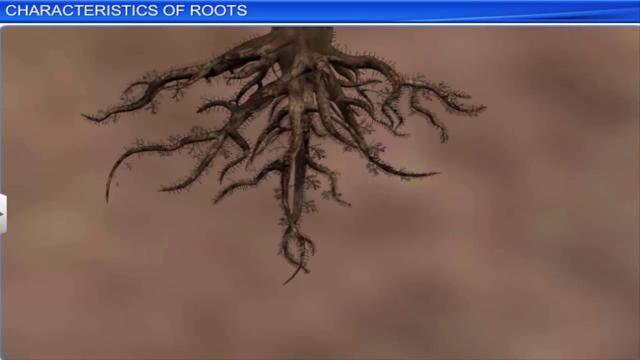 Absorption By Roots – The Process Involved and Characteristics Of Roots ...