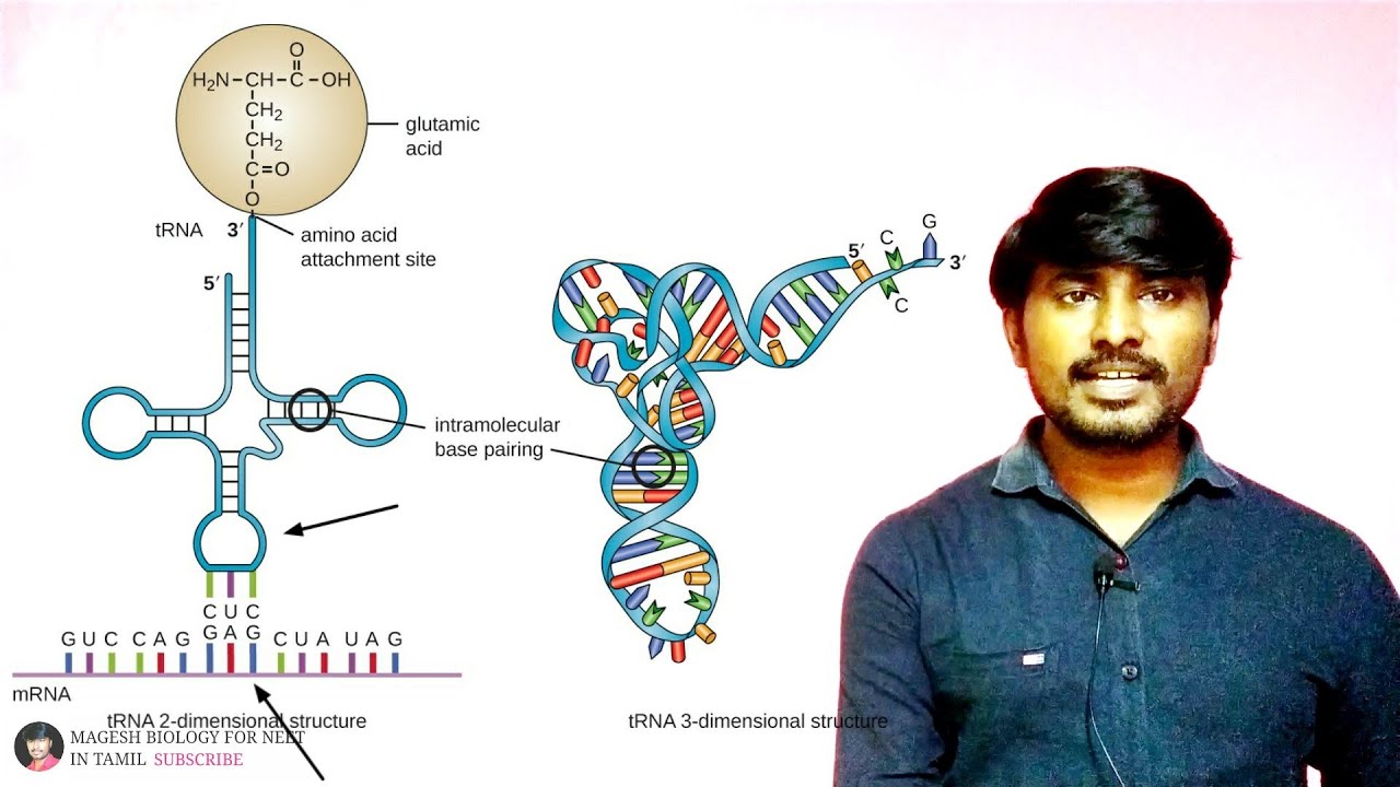 Mutation And Genetic Code || Wobble Hypothesis || Class 12 - YouTube