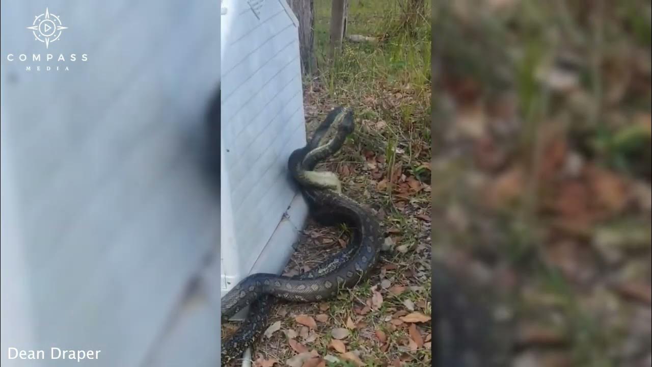 Pythons Filmed Fighting Over Female in Backyard - YouTube