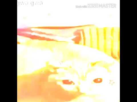 7 variations of gwa gwa cat | Gwa Gwa | Know Your Meme