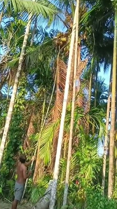 A man plucking coconuts from. coconut tree l #coconut l #coconuttrees l #coconutplant l #shorts ...