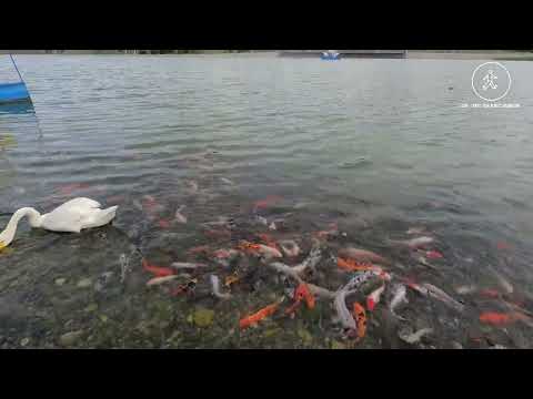 Самый большой парк в Гяндже. Парк имени Гейдар Алиева. 4K #walkingtour