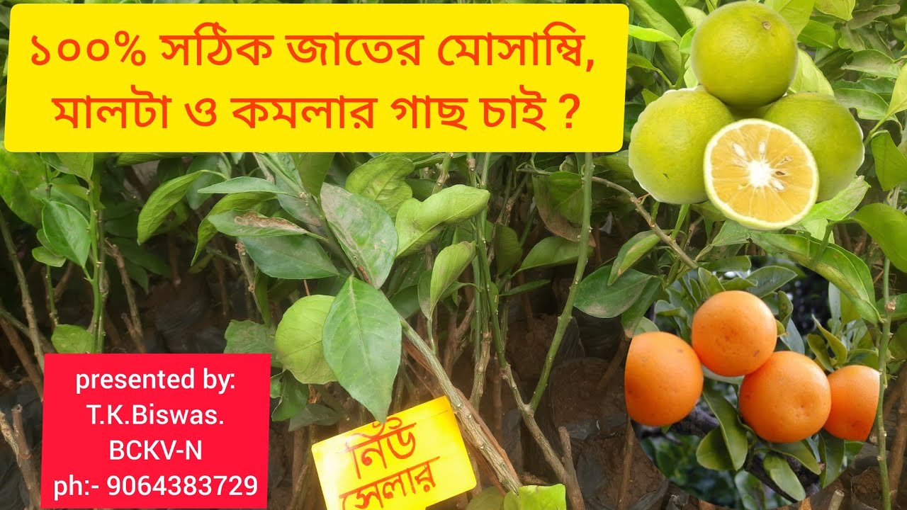 100% genuine mosambi and orange plants available in stock. - YouTube