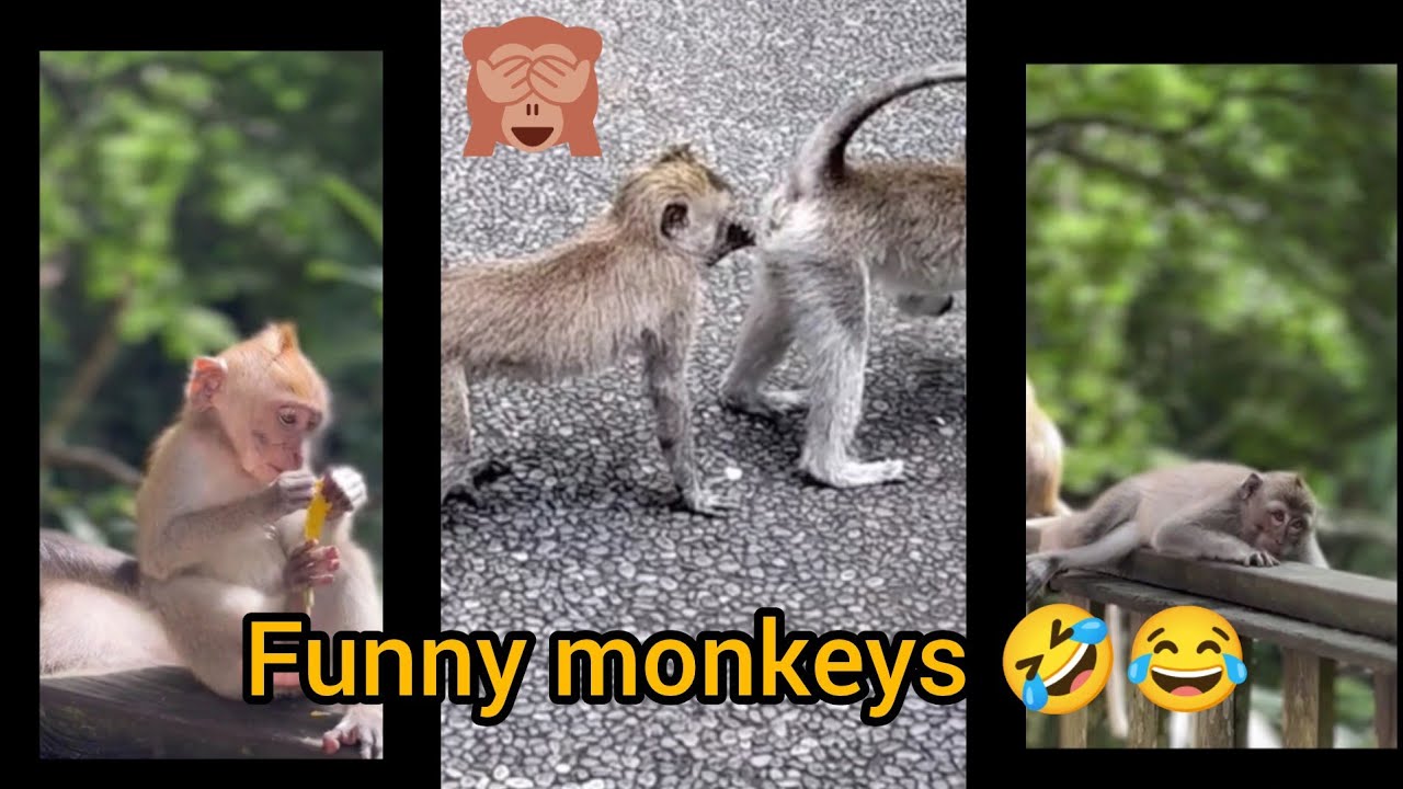 Funny monkeys 😂😂 Funniest wildlife Animals video || Cute little monkey ...