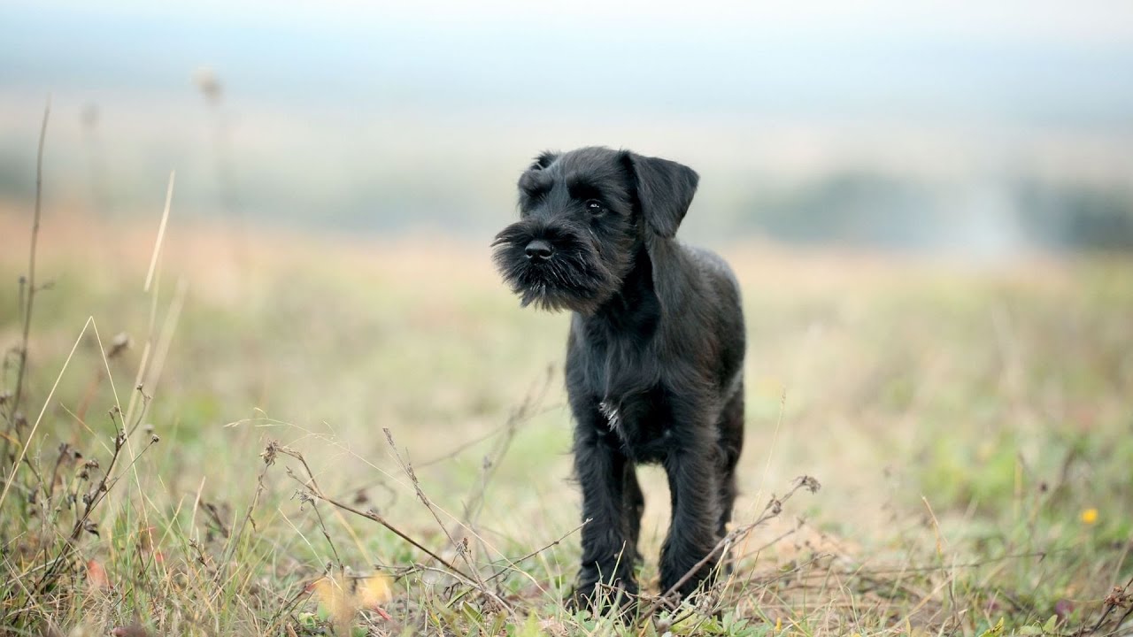 Scottish Terriers, also known as Scotties PART 2 - YouTube