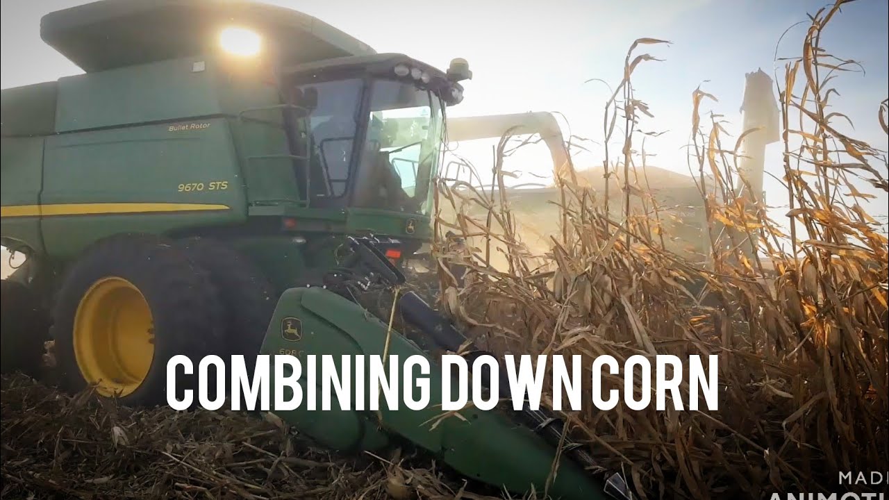 Combining down corn - YouTube