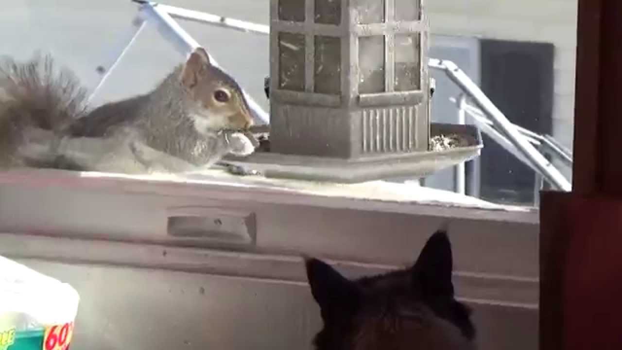 Cat Wonders What It Is - YouTube