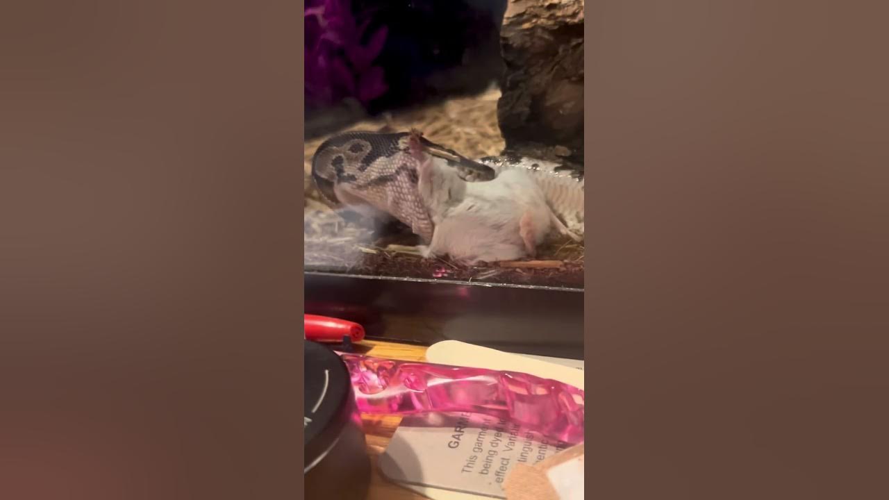 Normal ball python eating her 3rd live mice - YouTube