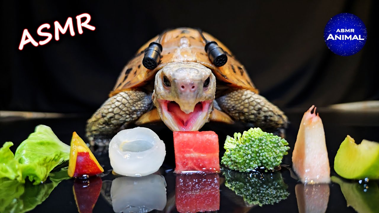 ASMR Mukbang Eating Food Turtle Tortoise 167 - YouTube