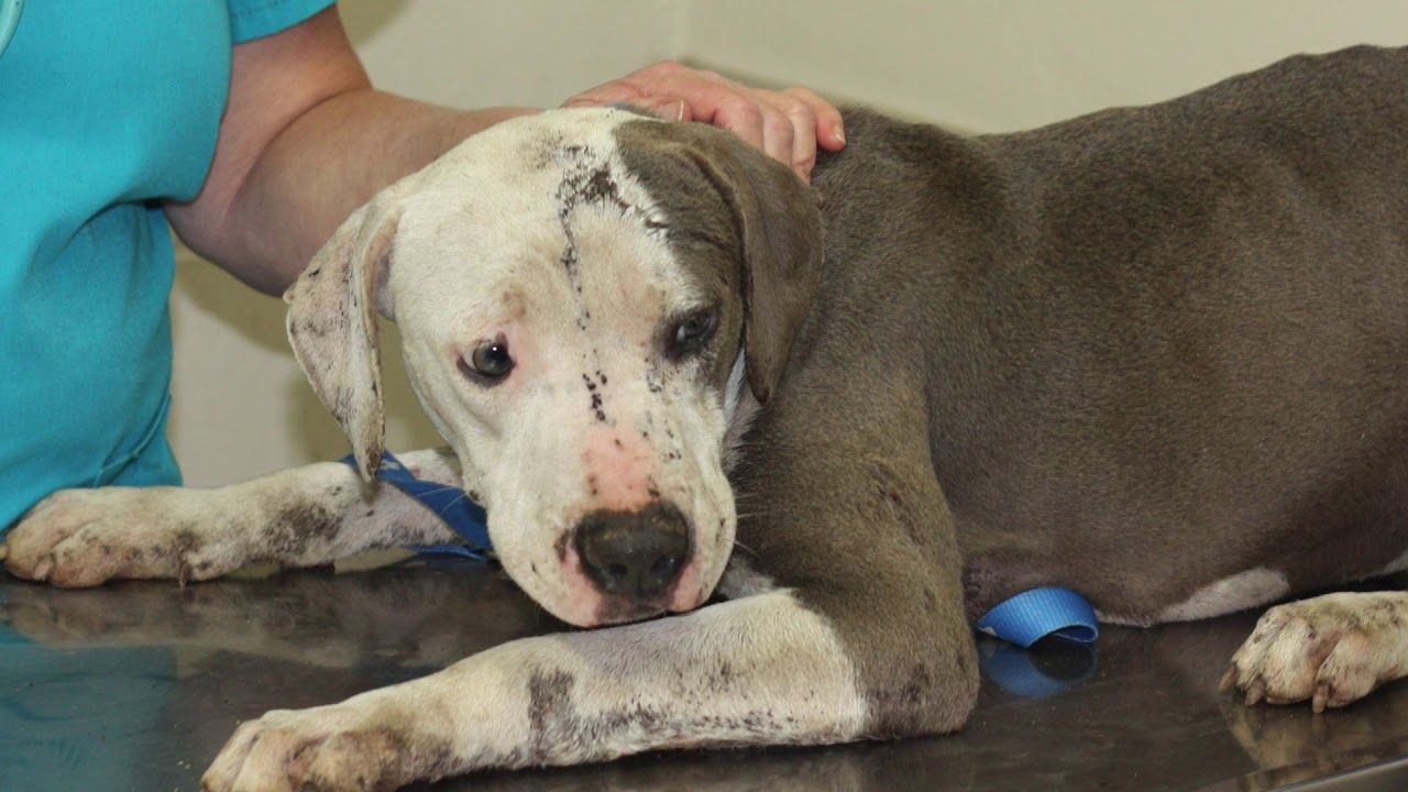 Dec 2017 Emaciated Pit bull pups - YouTube