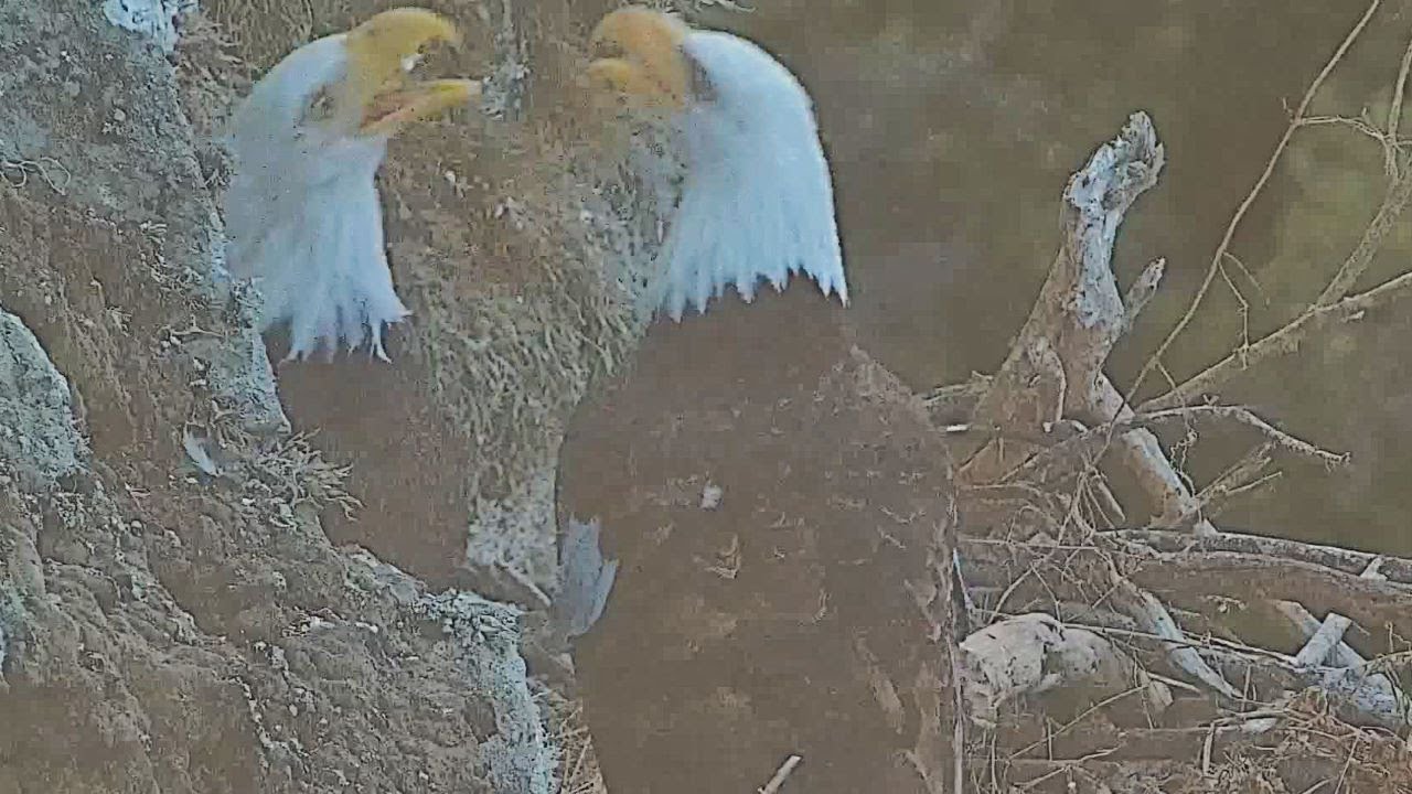 Bald Eagle Wing 🪽 Flaps, Slaps and a Little Love Nip at West End ...