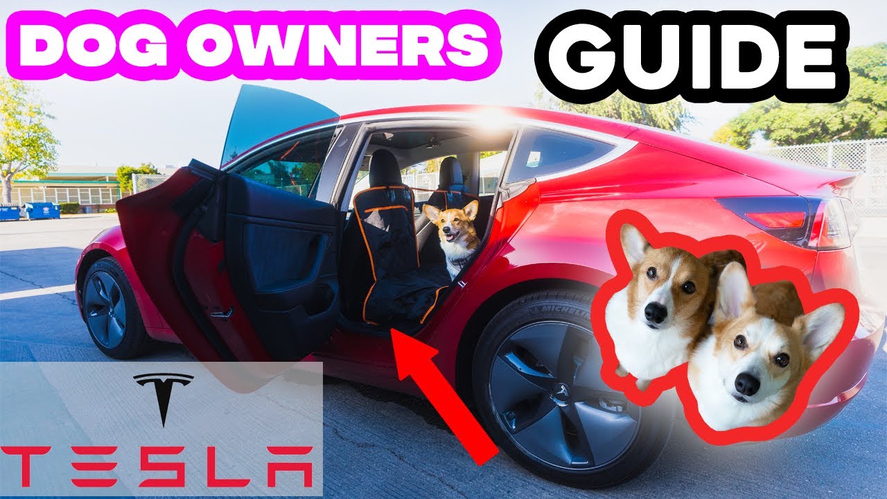 Dog Owners Guide to Owning a Tesla | TIPS & TRICKS | Locks, Dog Mode ...