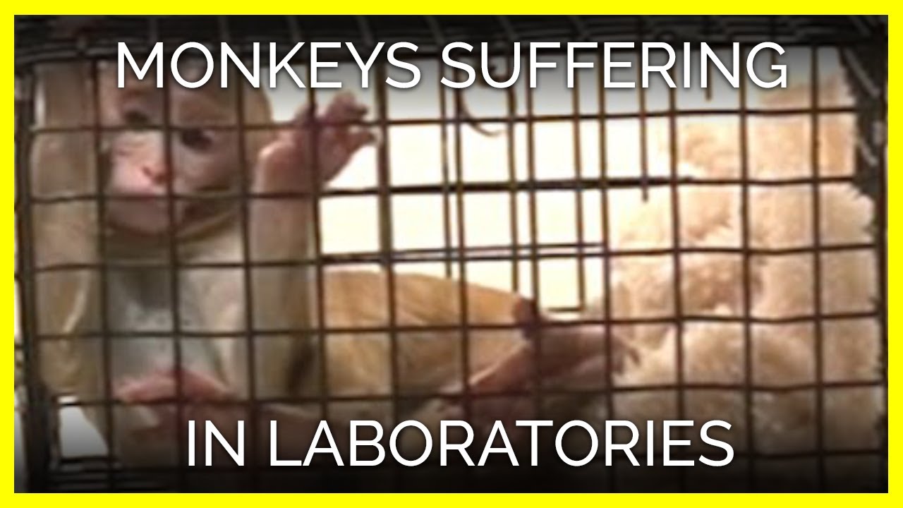 Monkeys Suffering in Laboratories - YouTube