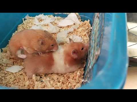 Mating Golden Hamster