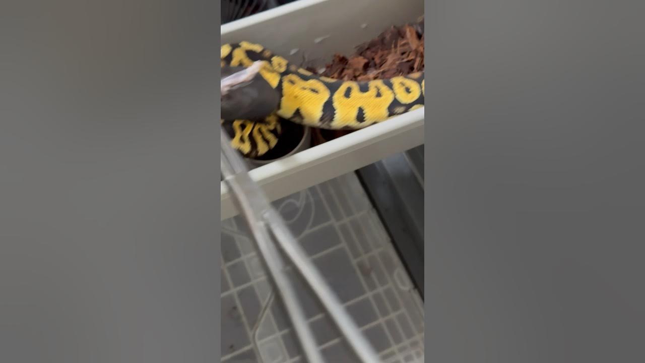 Ball Python Frozen Thawed Feeding SNAKE FEEDING - YouTube