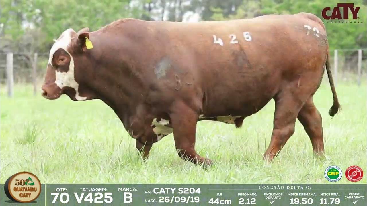 Lote 70 - V425 - YouTube