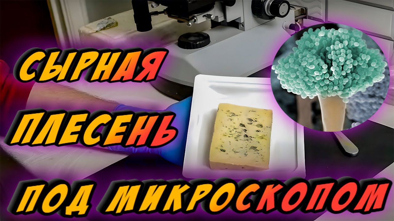 КАК ВЫГЛЯДИТ СЪЕДОБНАЯ ПЛЕСЕНЬ НА СЫРЕ Youtube