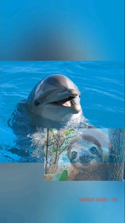 Sloths can hold their breath longer than dolphin 🙄 - YouTube