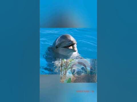 Sloths can hold their breath longer than dolphin 🙄 - YouTube