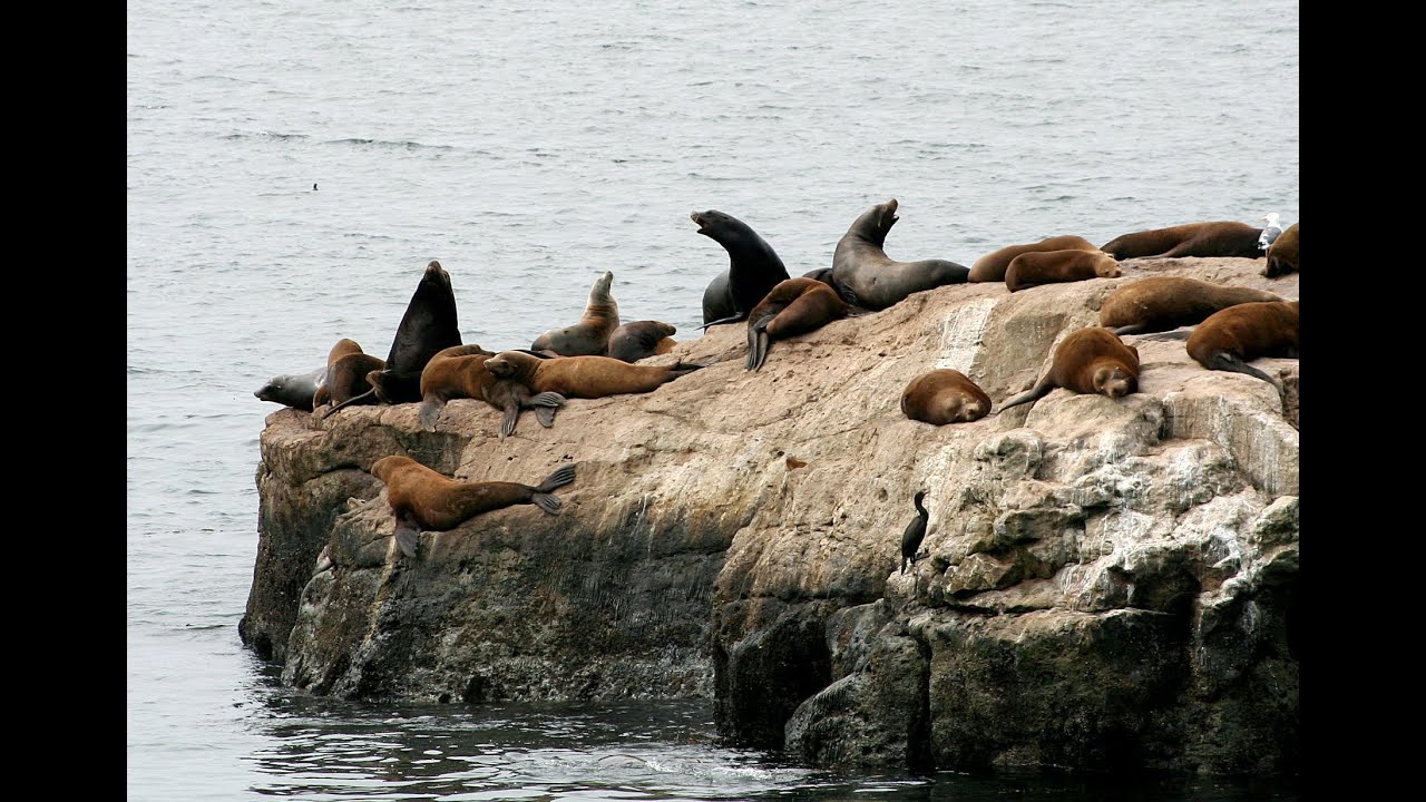 ♥♥ Relaxing 2 hour Video of Sea Lions On Offshore Rocks - YouTube
