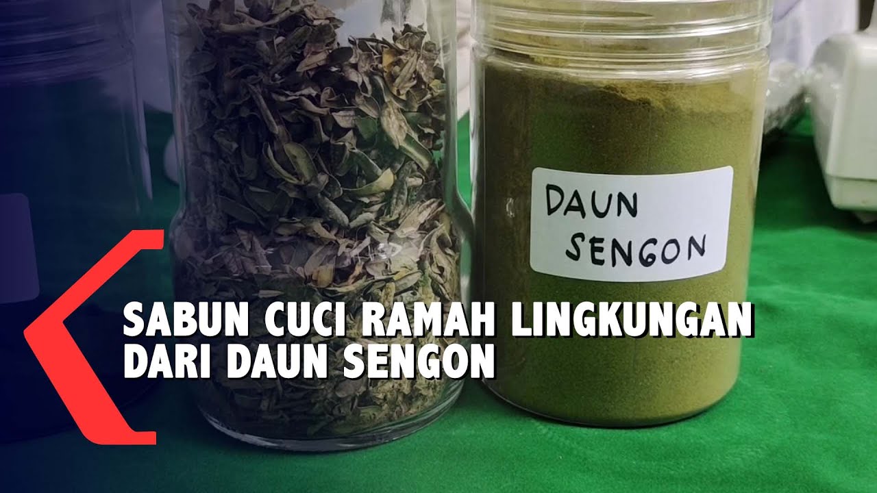 Keren!! Mahasiswa Ciptakan Sabun Cuci Ramah Lingkungan Dari Daun Sengon ...