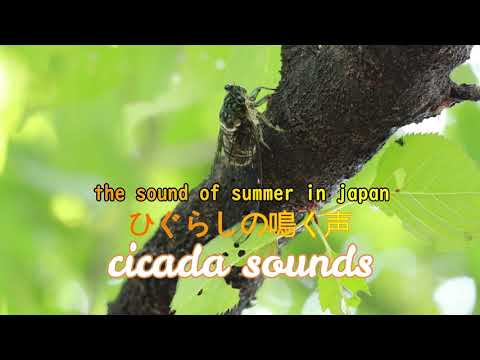 Sounds Of Cicada! The sounds of summer in Japan ひぐらしの鳴く声 (セミ) - YouTube