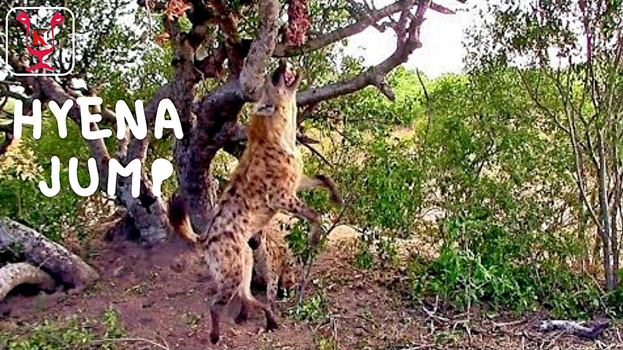 How hyenas steal leopard's food from a tree - YouTube