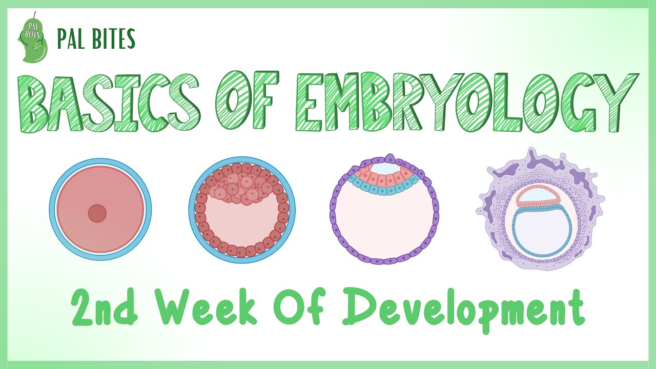 Basics of Embryology | Second Week of Development - YouTube