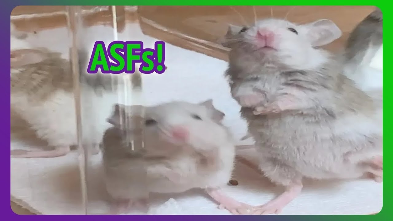 Meet the African Soft Fur babies! | Butterfrog Farms #1 - YouTube