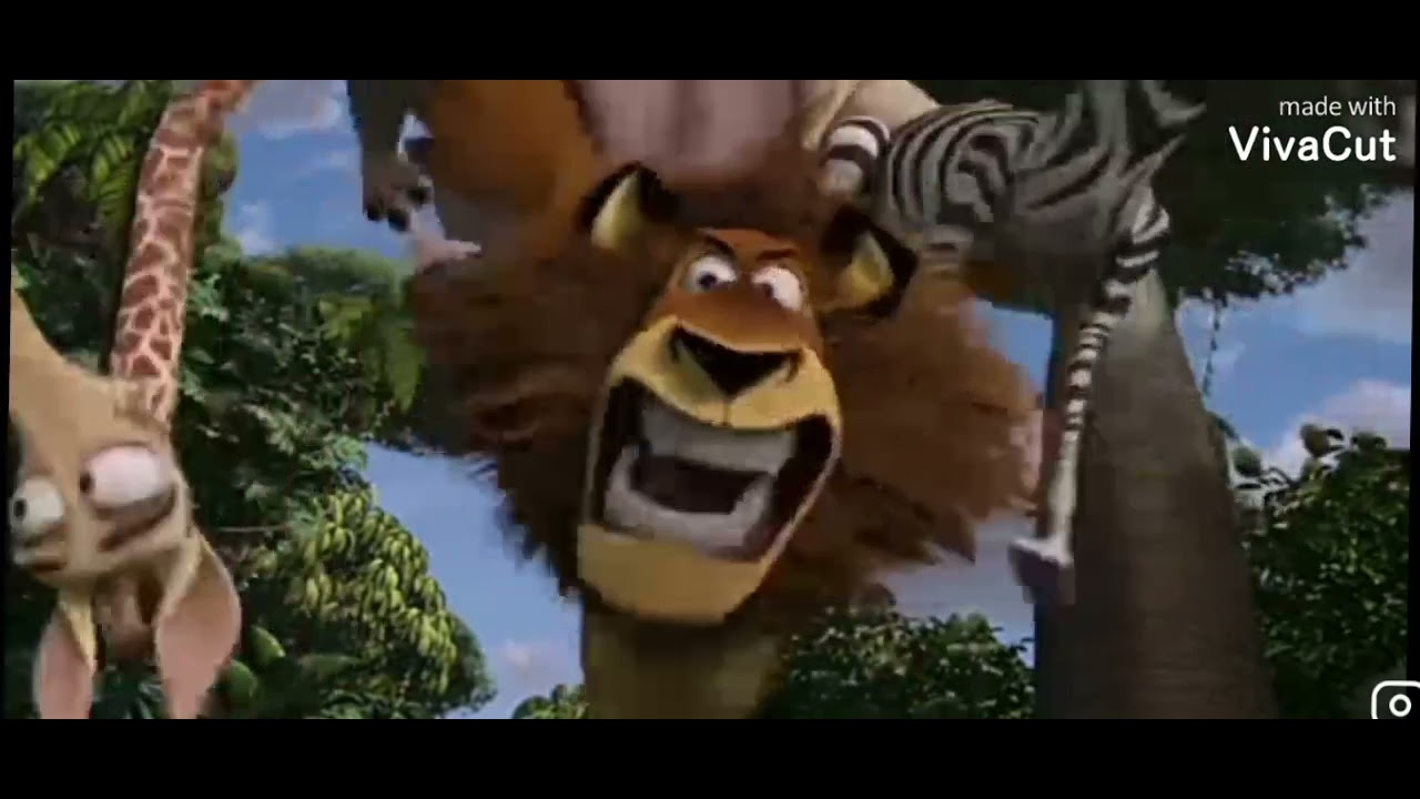ZUBA E ALEX I LEONI AFRICANI 🦁🦁VS PHANGO IL LEOPARDO 🐆 - YouTube