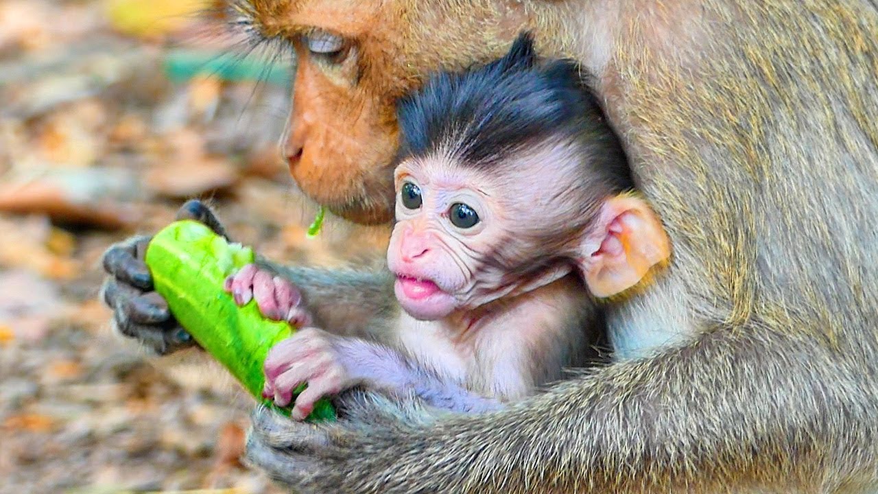 "Monkey Mayhem: Life with the Ultimate Prankster" - YouTube