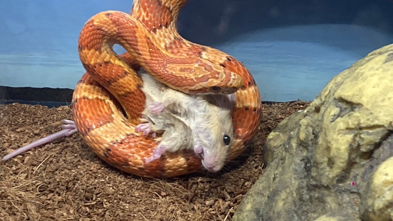 (Warning, LIVE FEEDING!!!) - YouTube