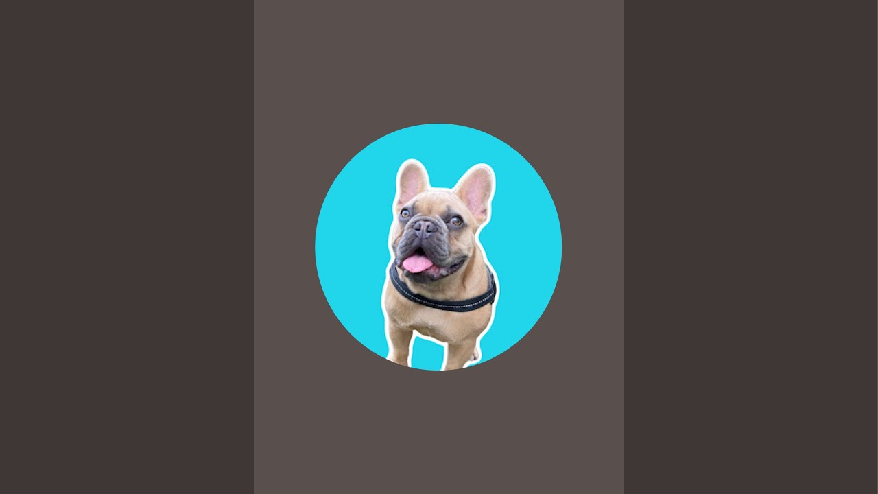 TJ The Frenchie is live with his Uncle Pablo & Bear - YouTube