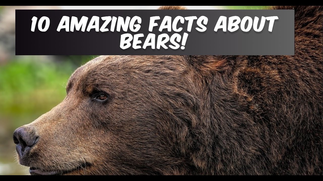 Bear Hugs? 10 Amazing Facts About Bears You Didn't Know! - YouTube
