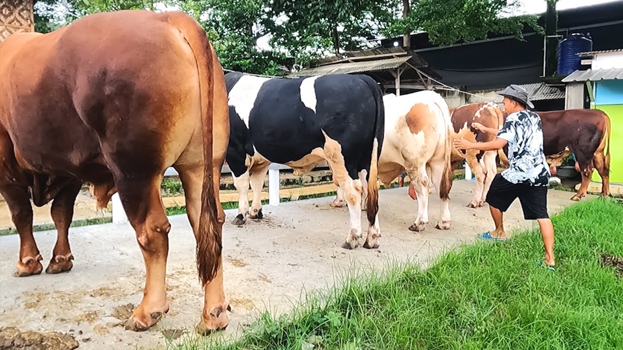 Bocoran Harga Sapi Qurban Medium Kelas 700 Kg🔥🔥🔥 - YouTube