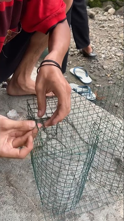 Buat bubu ikan dari kawat jaring #shorts - YouTube