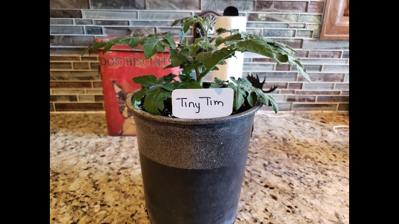 Update on my Tiny Tim tomatoes - YouTube