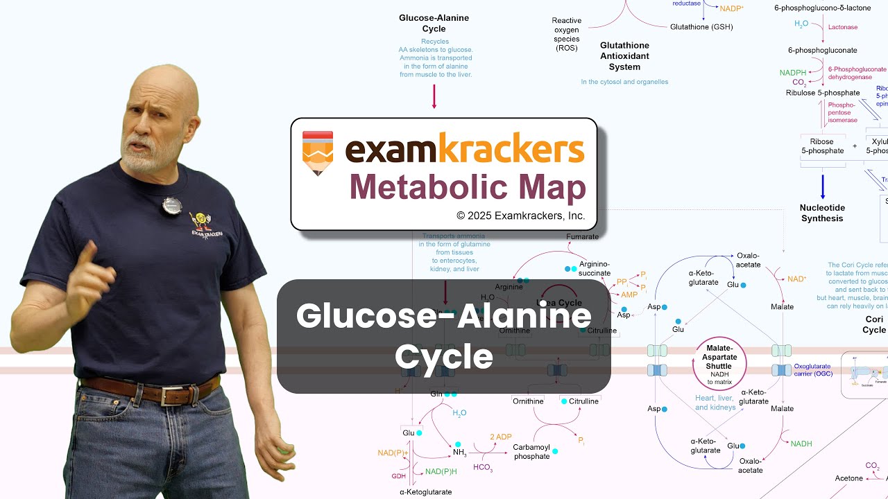 Glucose Alanine Cycle - 1 Minute Metabolism - YouTube