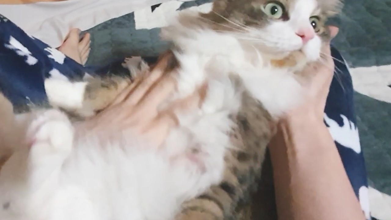 "Warning: Belly rub in progress. Confirm your action, human." - YouTube
