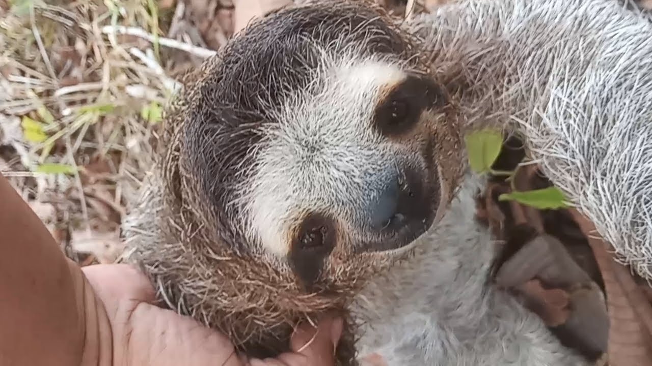 Oso perezoso de tres dedos 🦥 rescate después de defecar #selva # ...